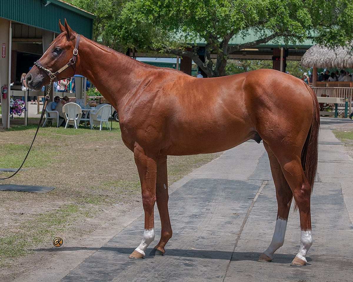 Colts by Bernardini, Curlin Top Third Session of OBS Spring Sale ...