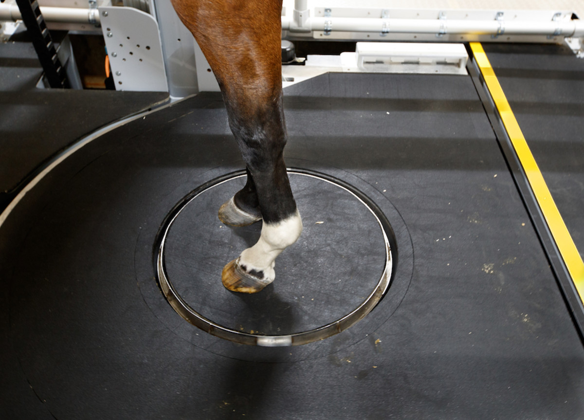 Please Remain Standing: New CT Scanner Changing The Landscape Of Equine ...
