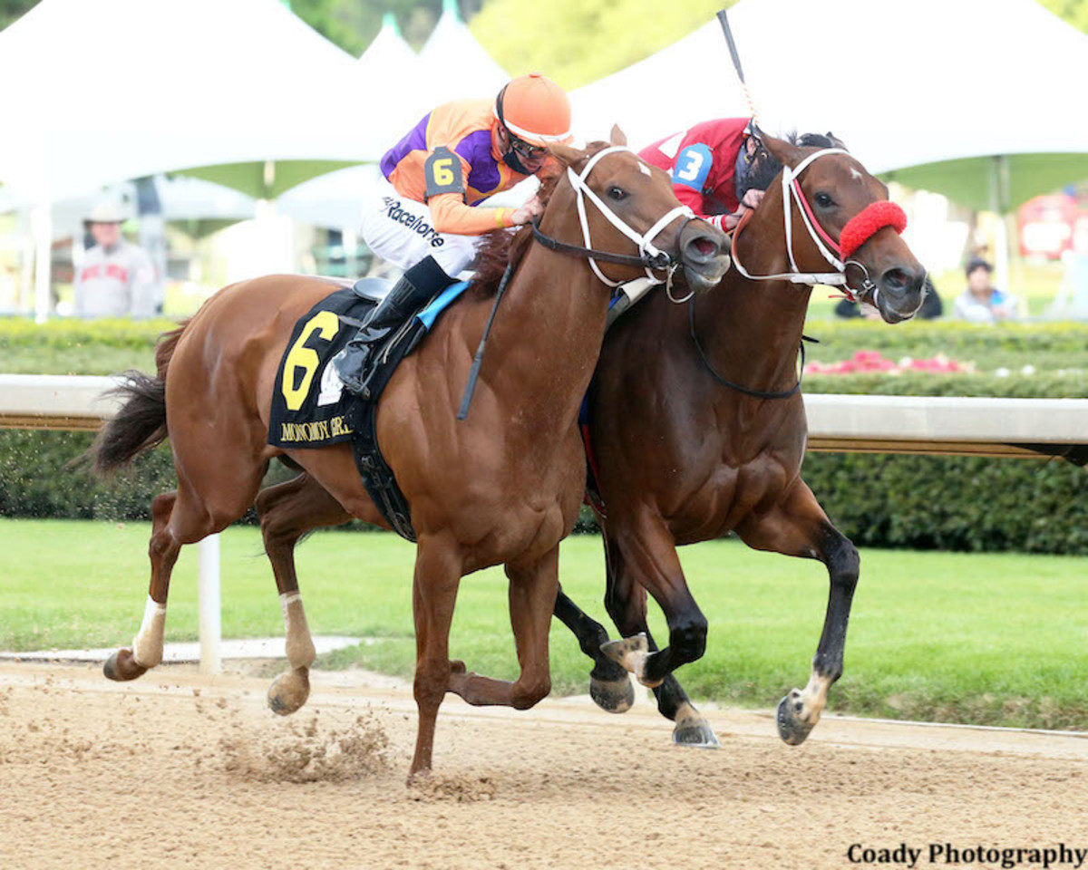 Painting a Clear Picture: Unique Aussie Thoroughbred Wins Racecourse ...